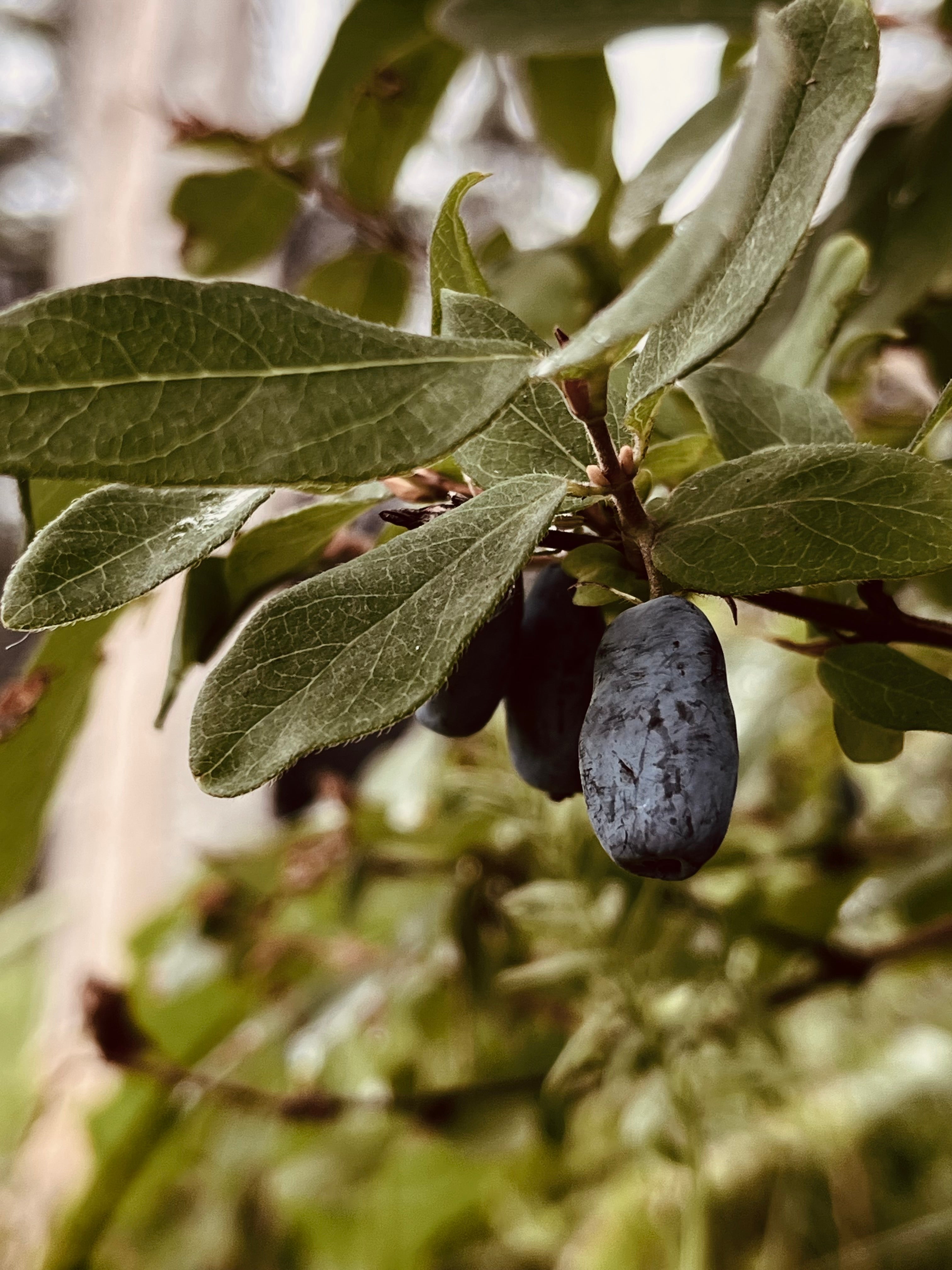 Comment conserver vos camerises